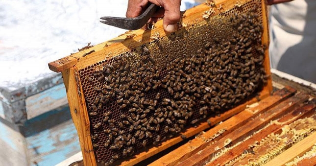 Apiterapi nedir, nasıl yapılır, neye iyi gelir?